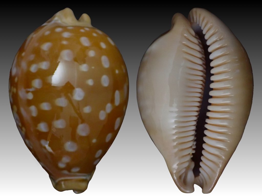 shellauction.net :: Callistocypraea leucodon - 3461093