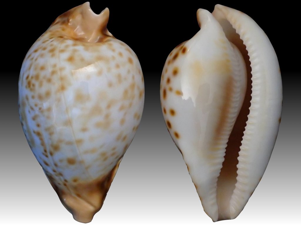 shellauction.net :: Umbilia oriettae - 3461303