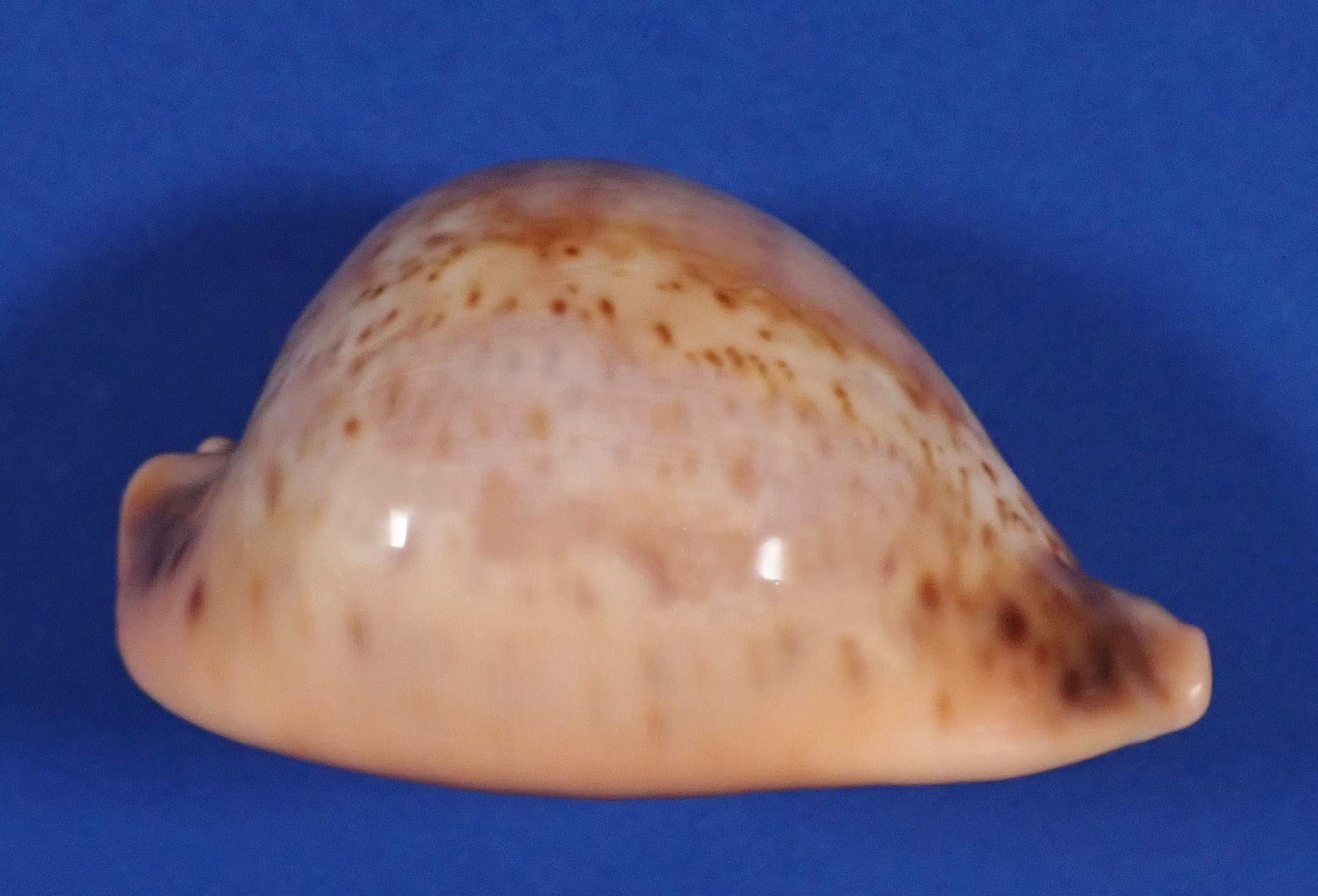 shellauction.net :: Umbilia armeniaca andreyi - 3462465