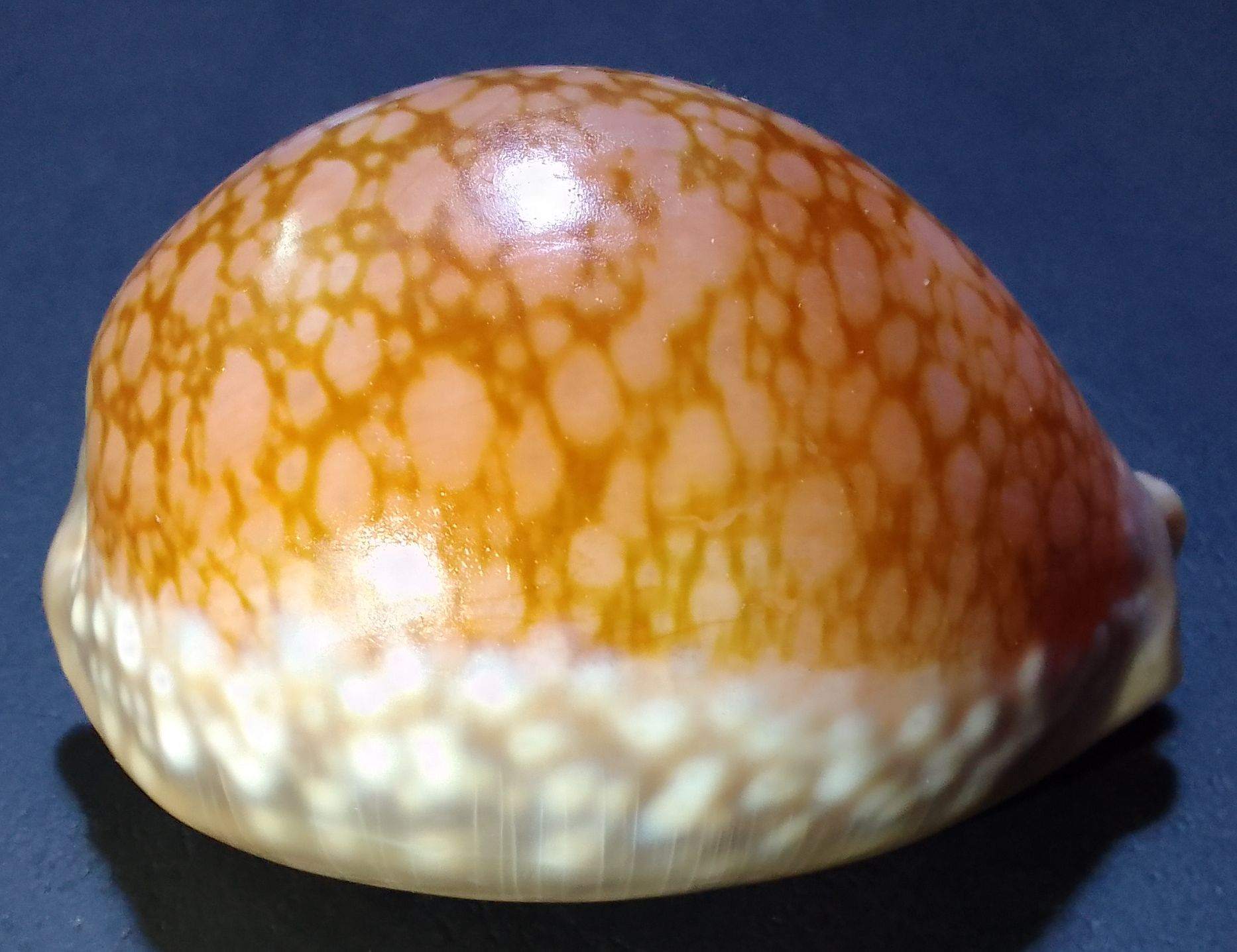 shellauction.net :: Callistocypraea broderipii - 3463774