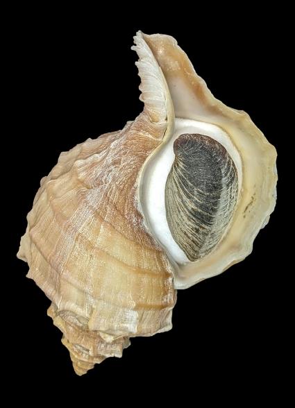 shellauction.net :: Neptunea polycostata aino - 3478017
