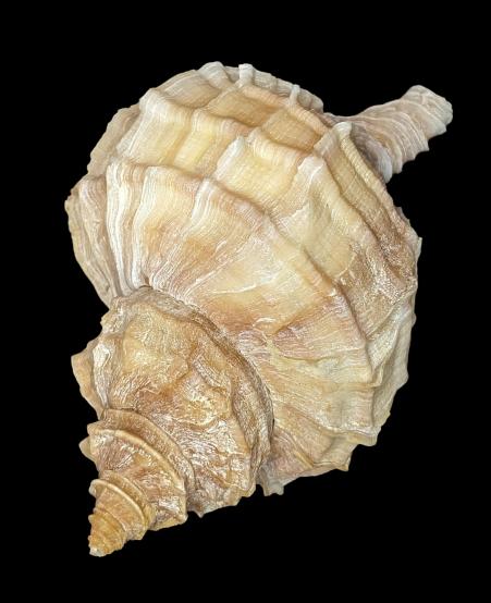 shellauction.net :: Neptunea polycostata aino - 3478017