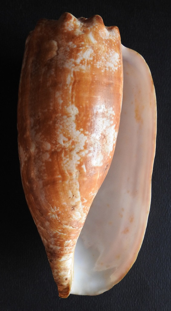 shellauction.net :: Gastridium geographus - 3481875