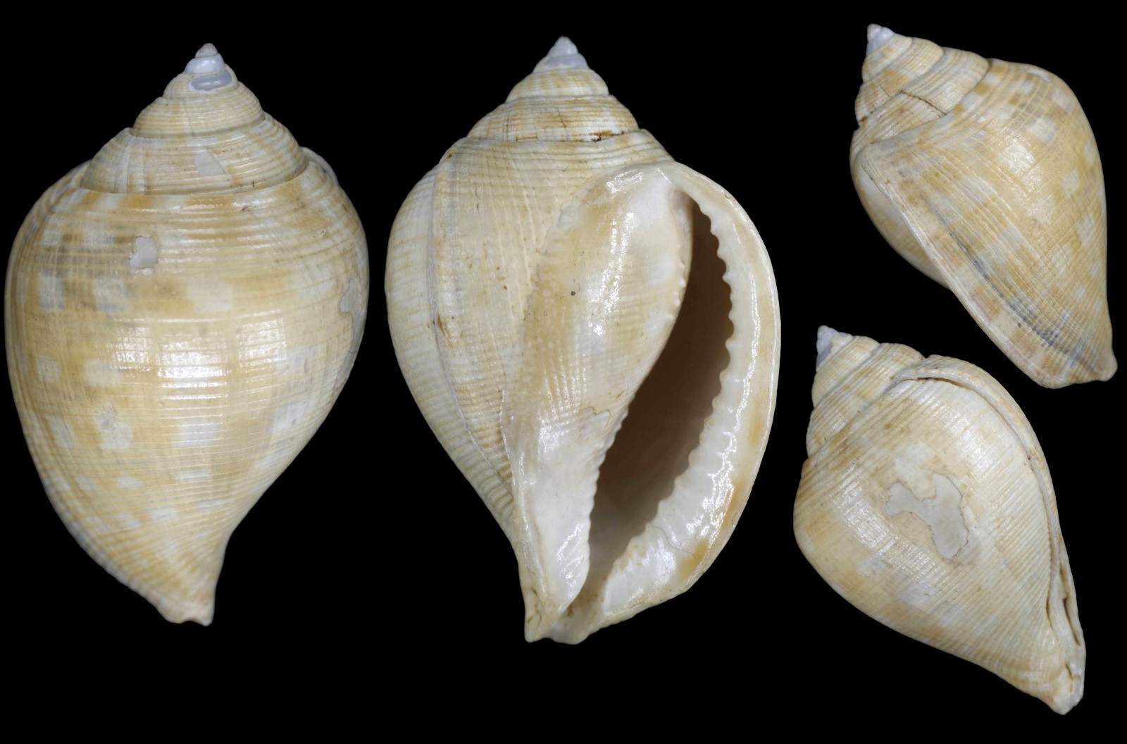 shellauction.net :: Sconsia nephele - 3489193