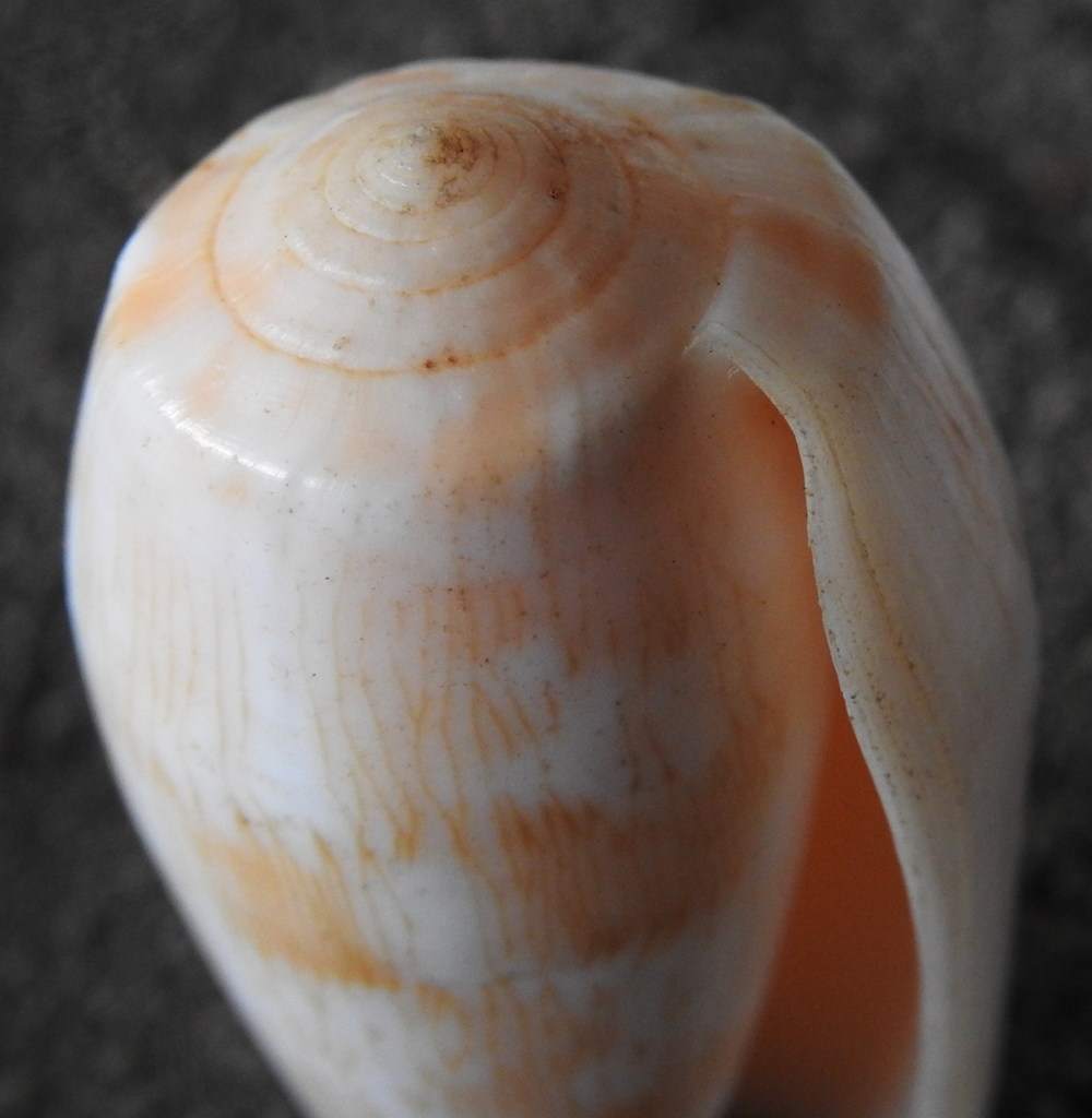 shellauction.net :: Textilia julii - 3509170