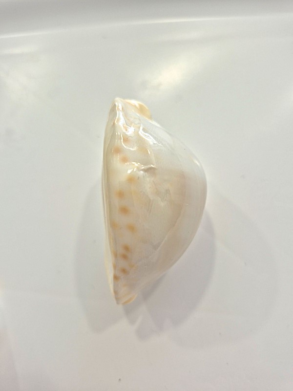 shellauction.net :: Zoila friendii vercoicontraria - 3516803