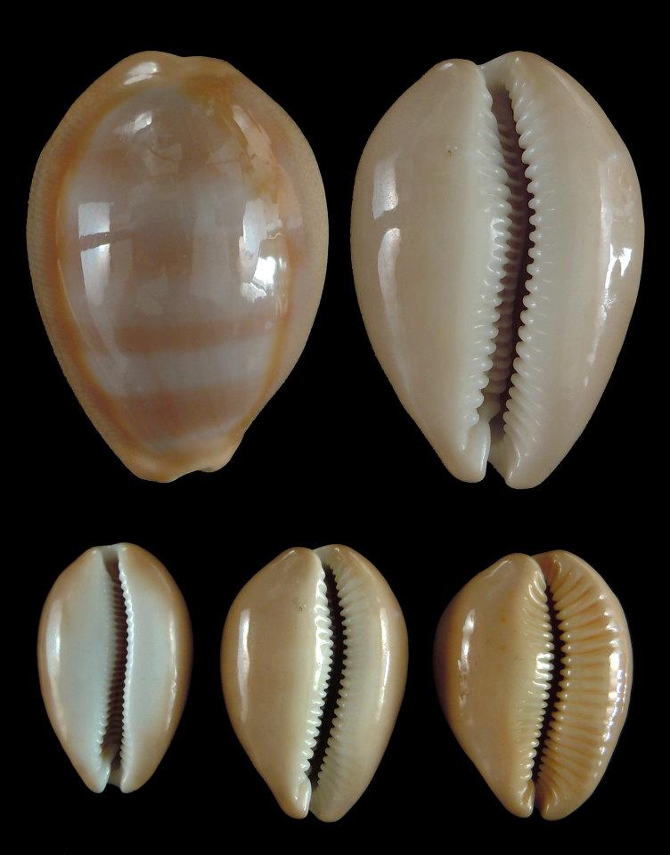 shellauction.net :: Lyncina aliceae - 3517133