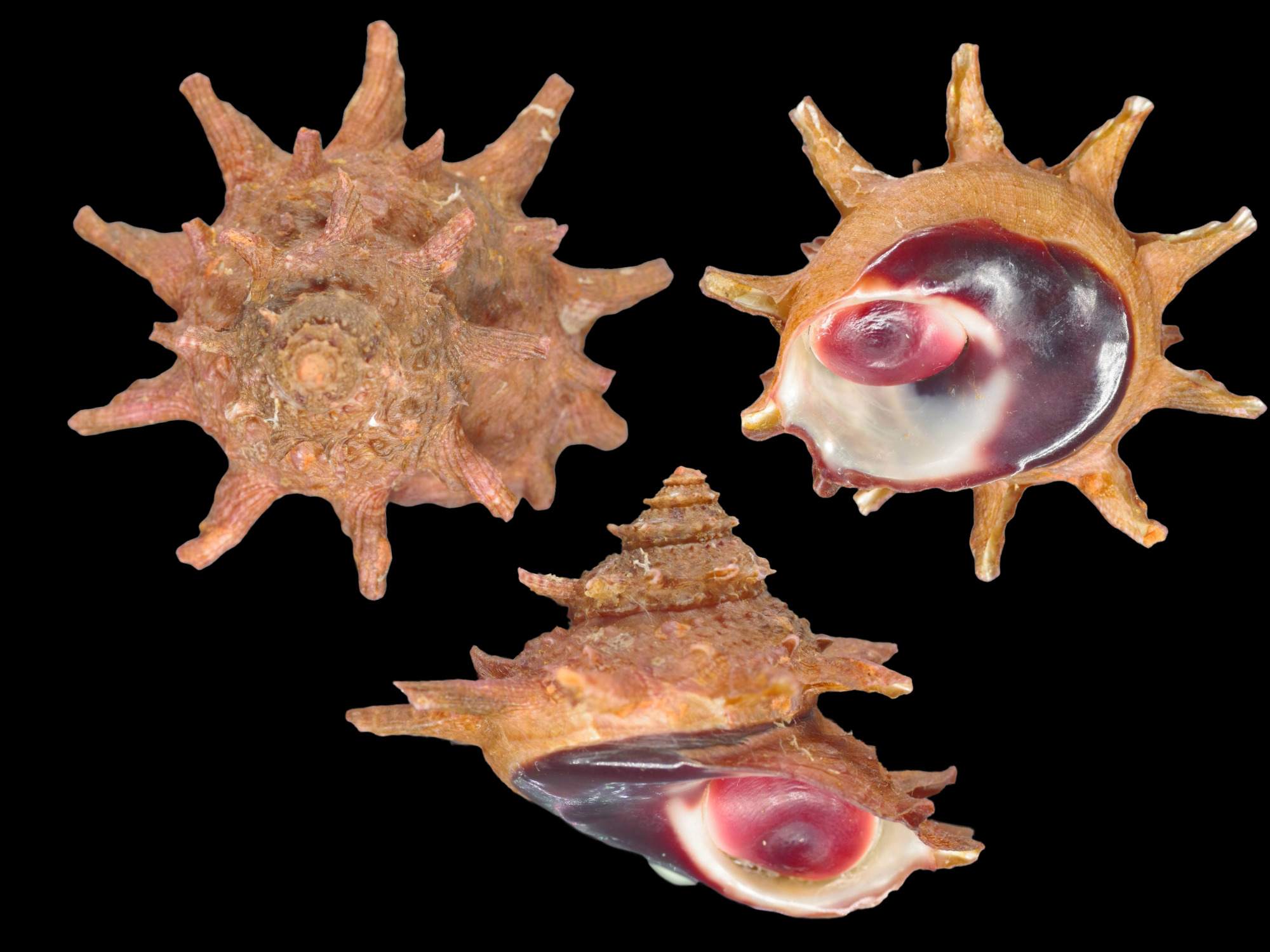 shellauction.net :: Bolma johnstoni - 3519498