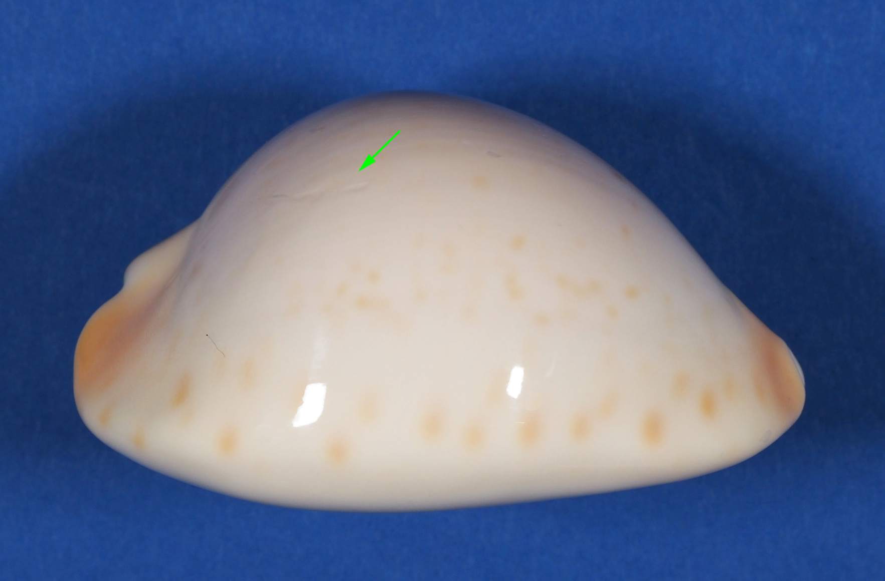 shellauction.net :: Zoila friendii kostini - 3527712