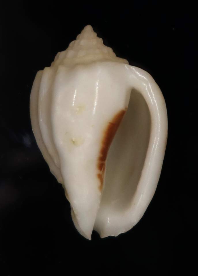 shellauction.net :: Morum bruuni - 3528517