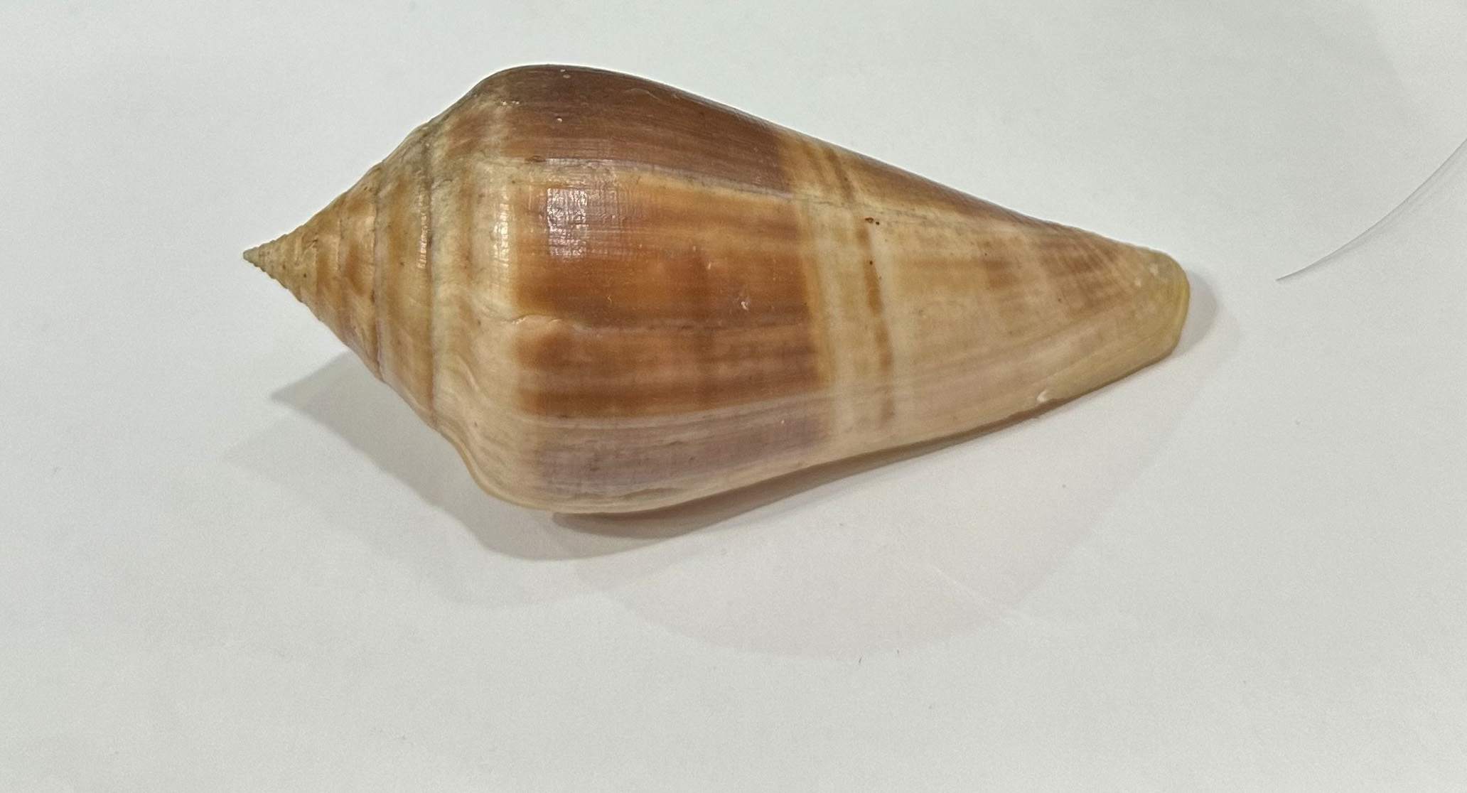 shellauction.net :: Profundiconus profundorum - 3534584