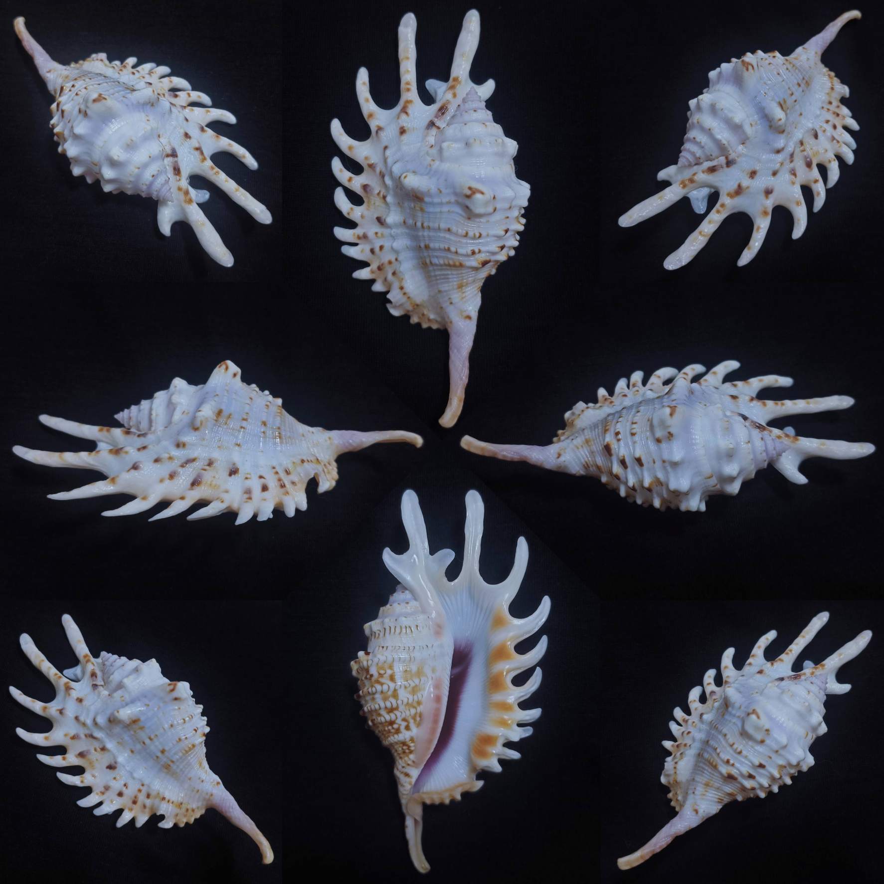 shellauction.net :: Ophioglossolambis violacea - 3535643