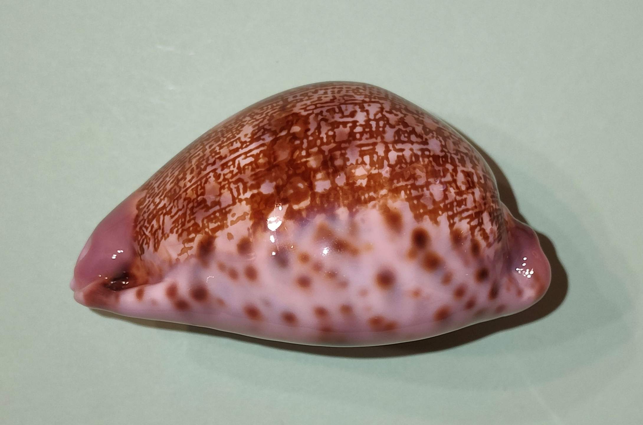 shellauction.net :: Leporicypraea mappa admirabilis - 3543917