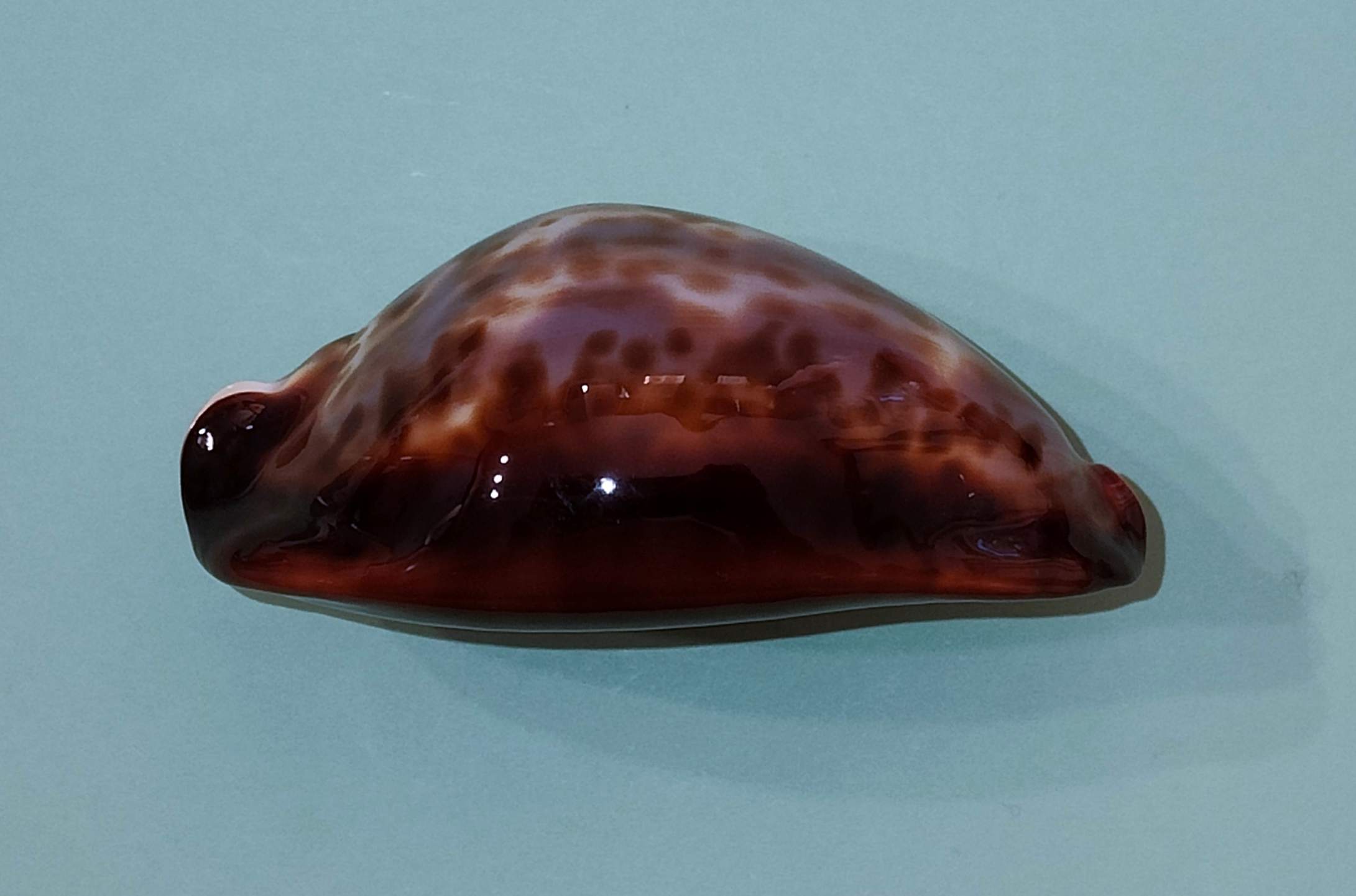 shellauction.net :: Zoila friendii friendii - 3543924