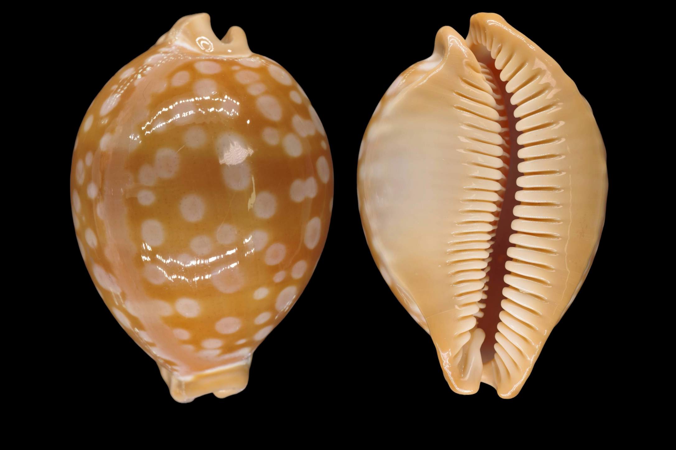 shellauction.net :: Callistocypraea leucodon - 3551867