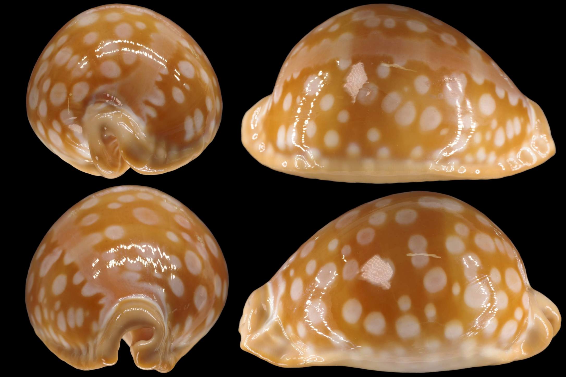 shellauction.net :: Callistocypraea leucodon - 3551867