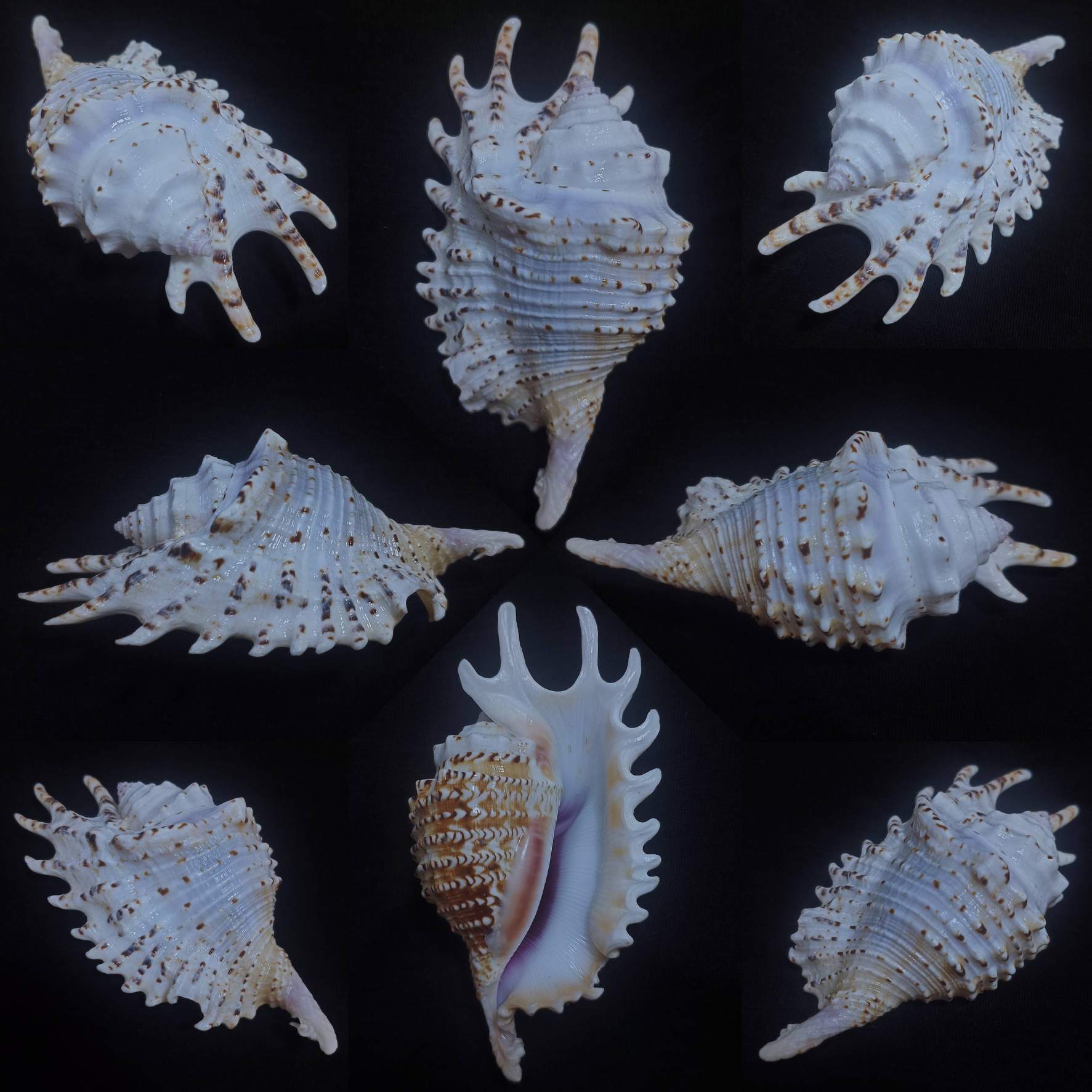 shellauction.net :: Ophioglossolambis violacea - 3554793