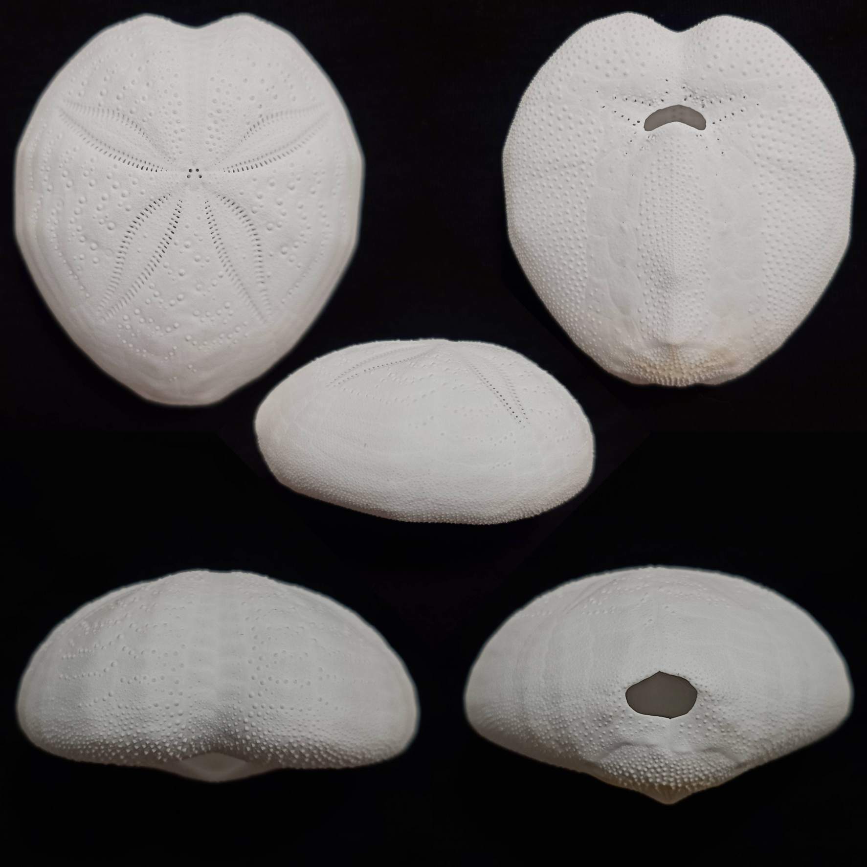 shellauction.net :: Spatangus californicus - 3563515