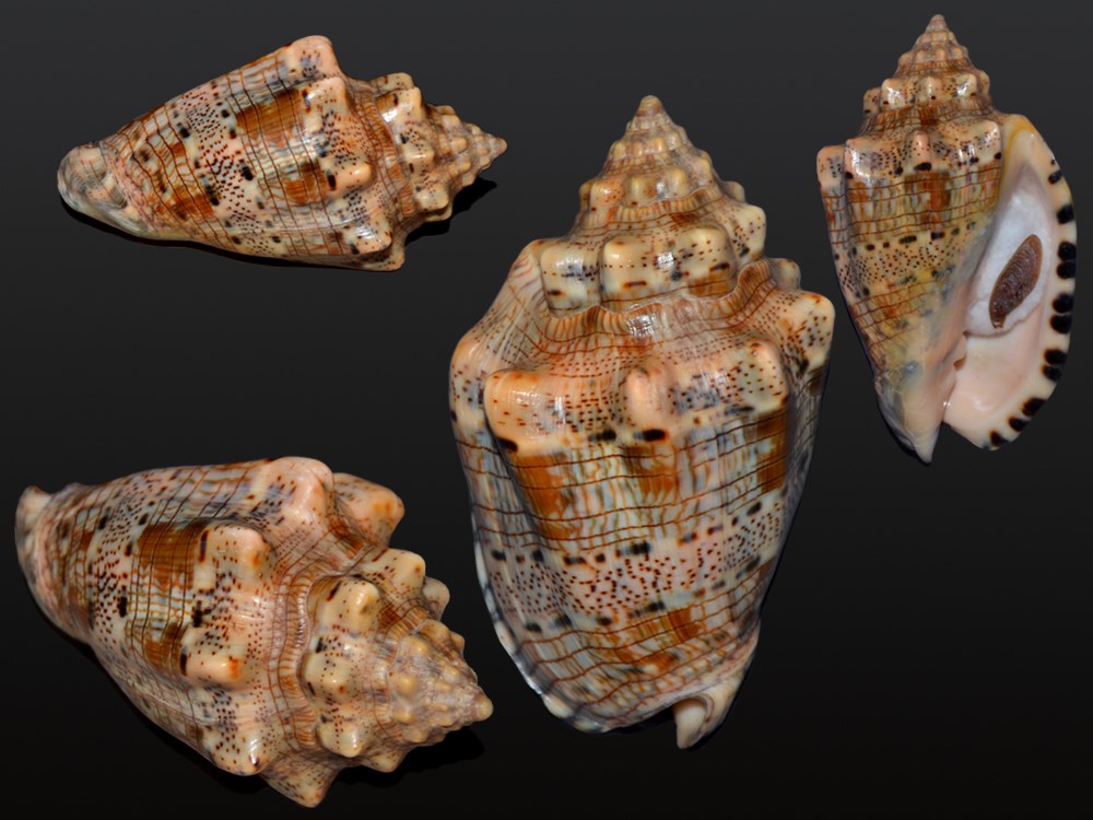 shellauction.net :: Voluta musica - 3565308