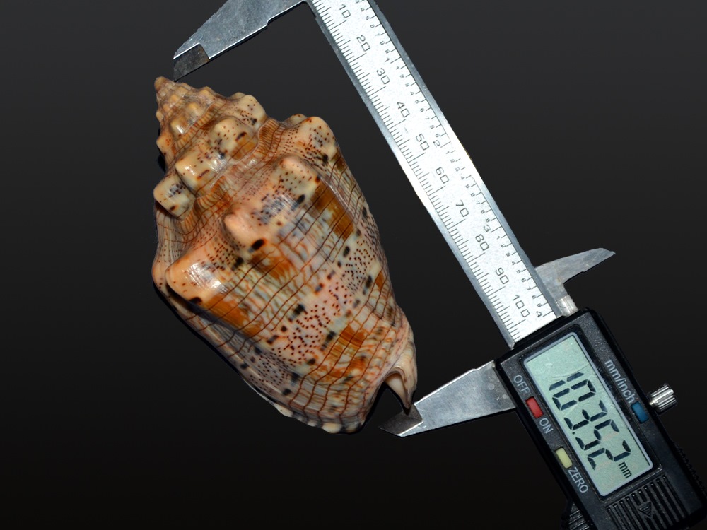 shellauction.net :: Voluta musica - 3565308