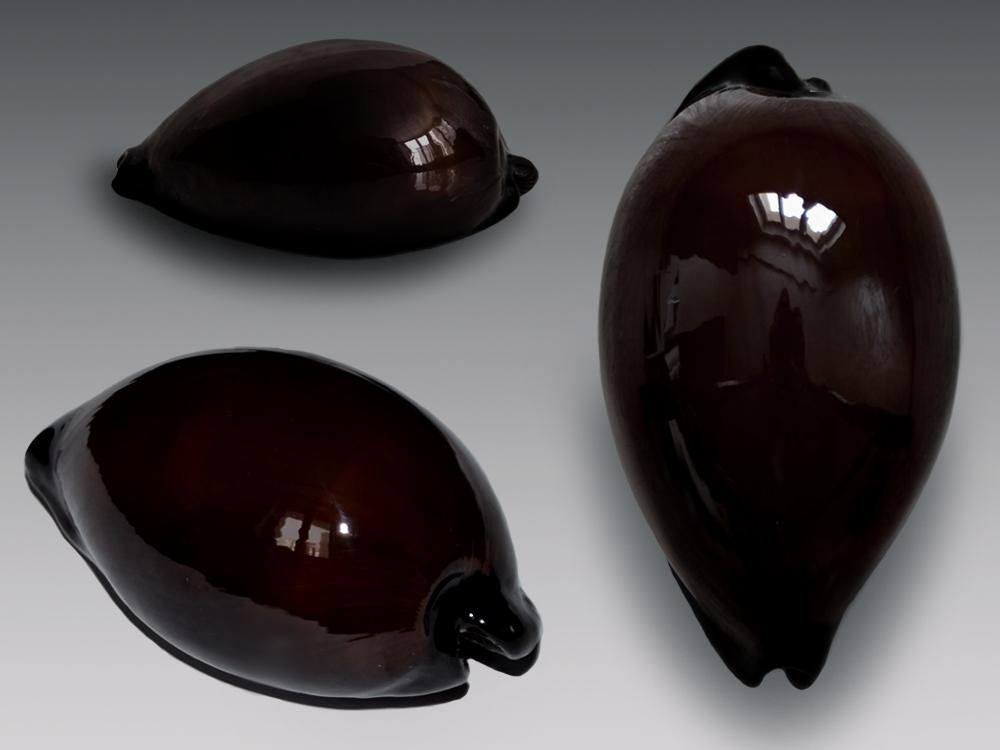 shellauction.net :: Talparia exusta f.lineata - 3565434