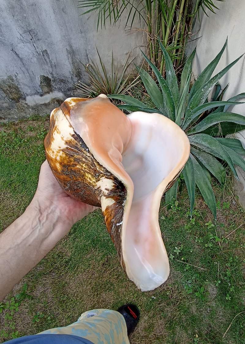 shellauction.net :: Turbinella angulata - 3575569