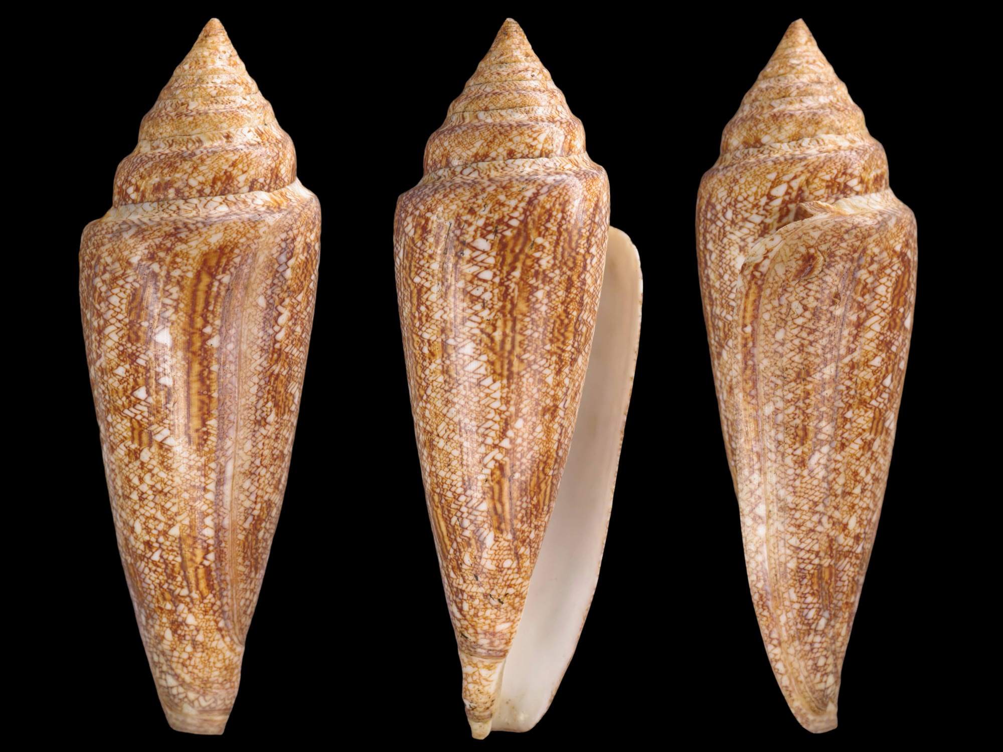 shellauction.net :: Conus gloriamaris - 3590597