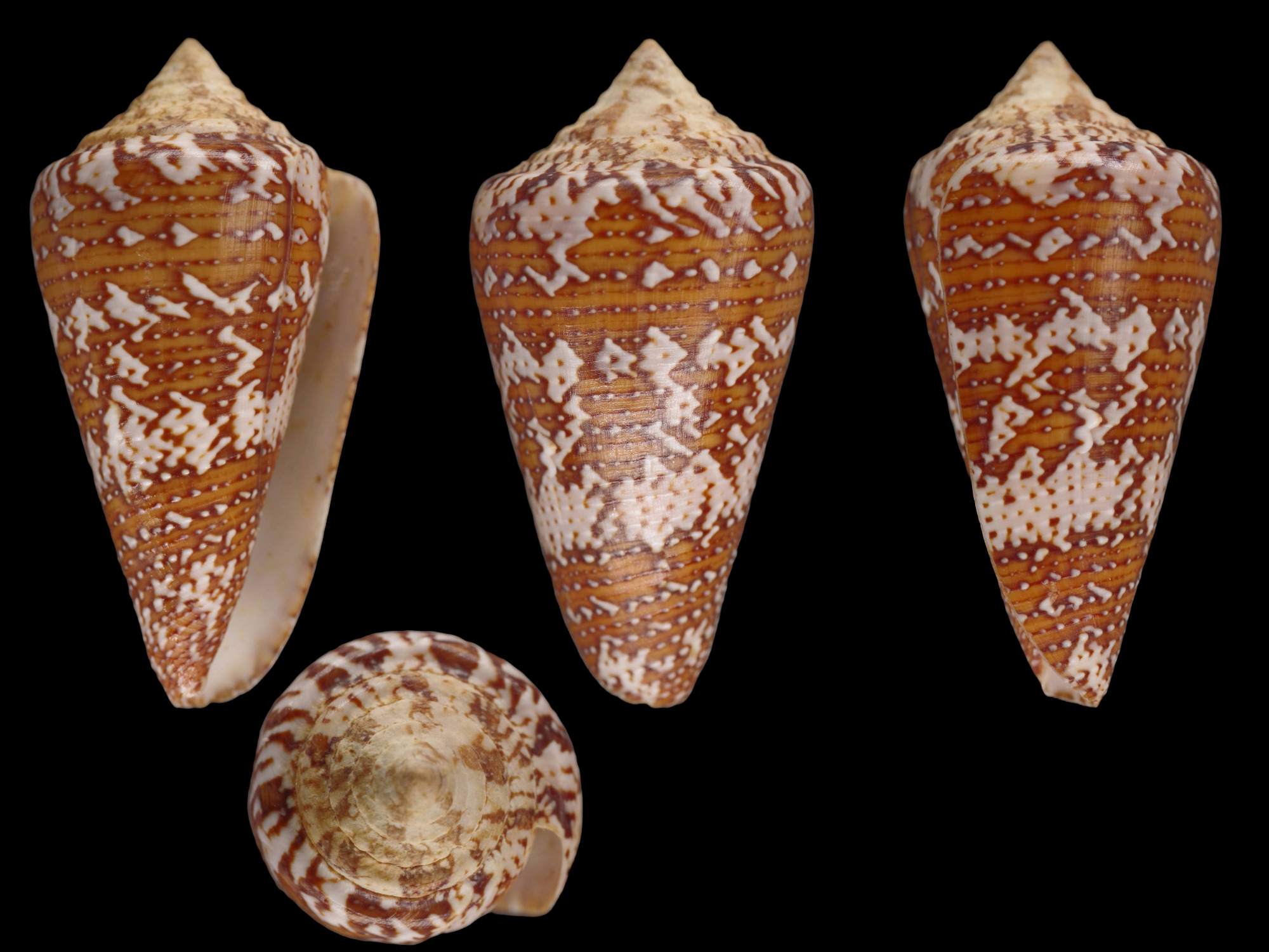 shellauction.net :: Conus cedonulli - 3590640