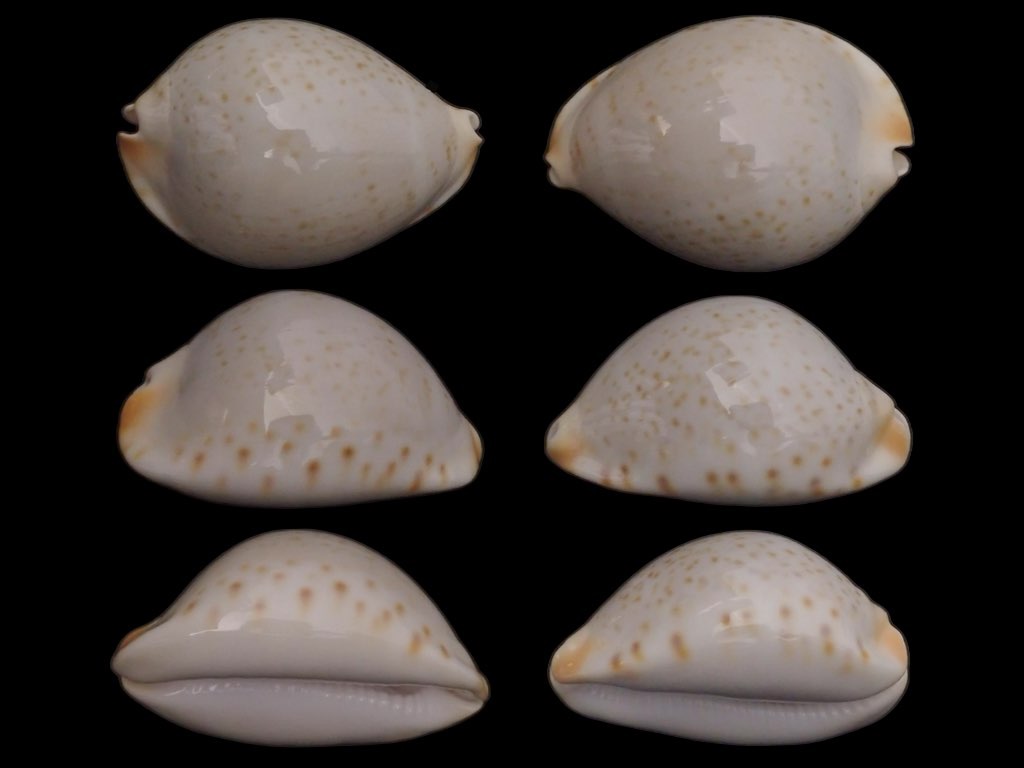 shellauction.net :: Zoila fiendii kostini - 3597223