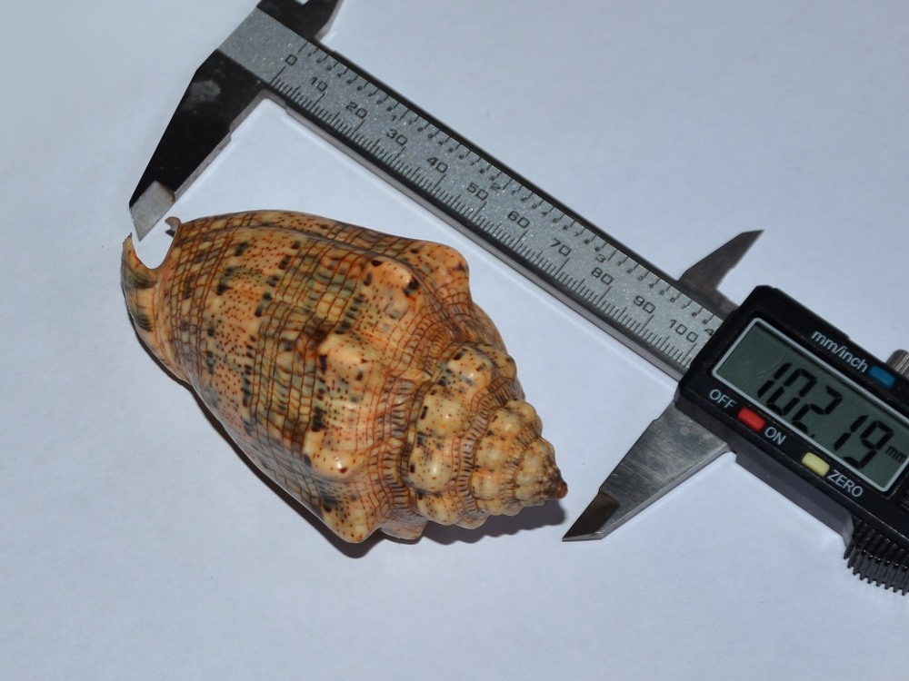 shellauction.net :: Voluta musica - 3597263