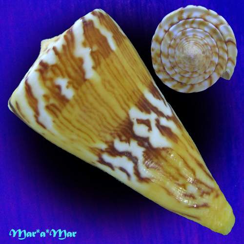 shellauction.net :: Conus riosi - 3599726