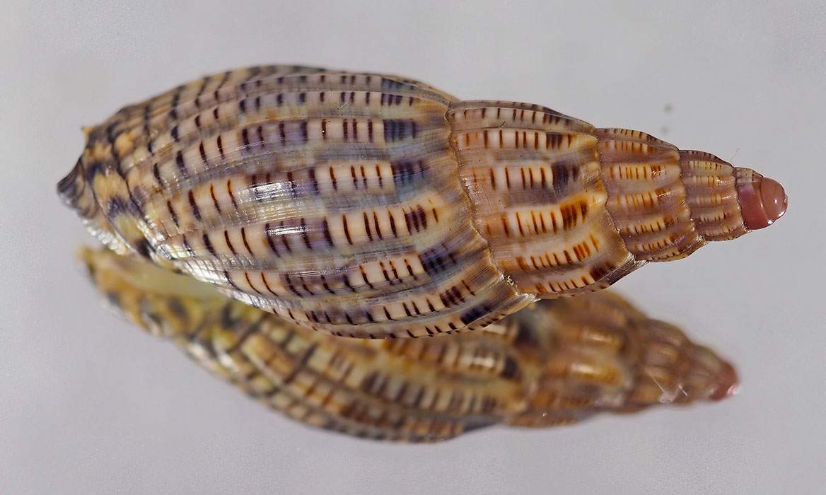 shellauction.net :: Lyria patbaili minifusca - 3604651