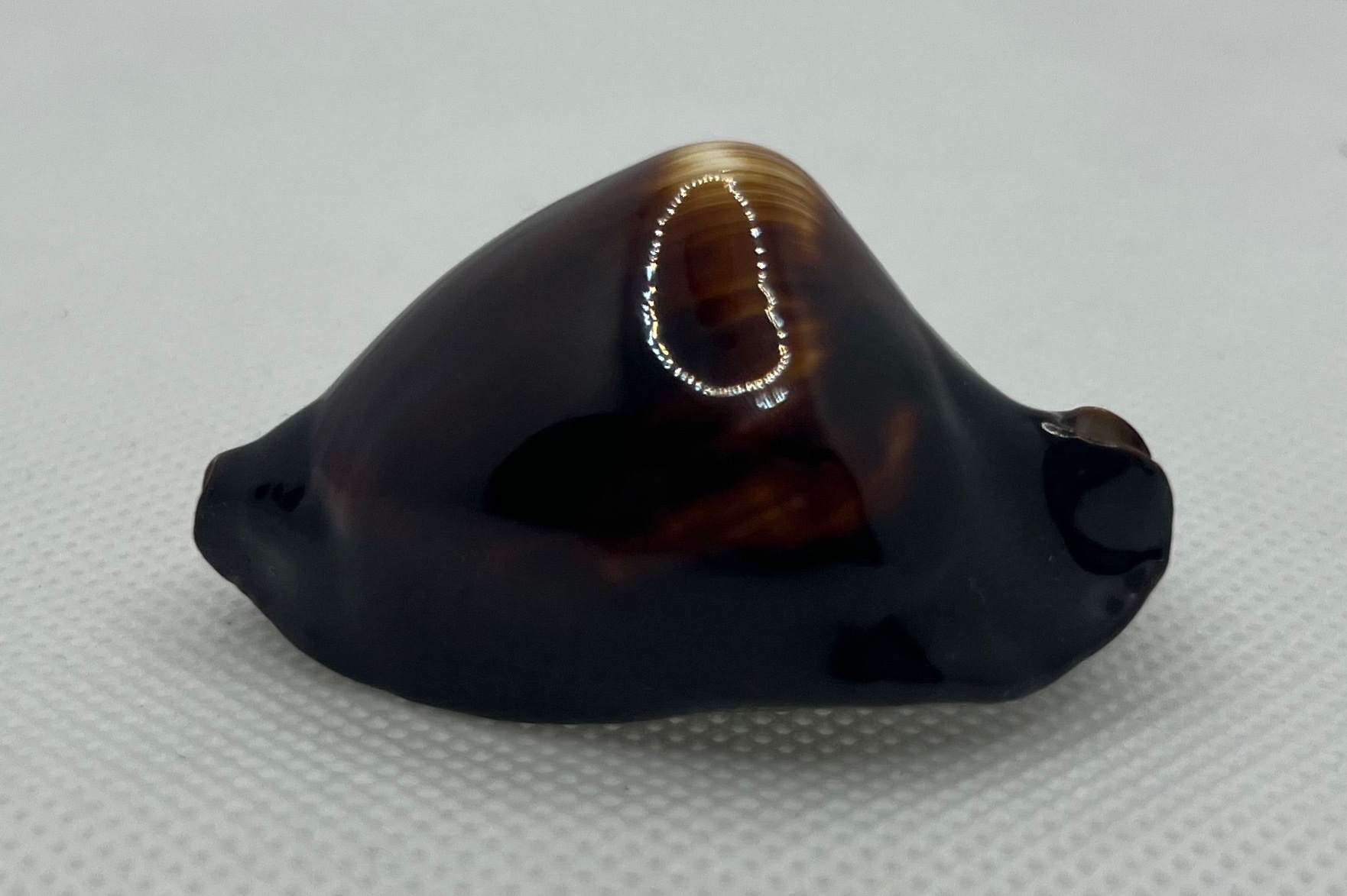 shellauction.net :: Zoila rosselli rosselli - 3611695