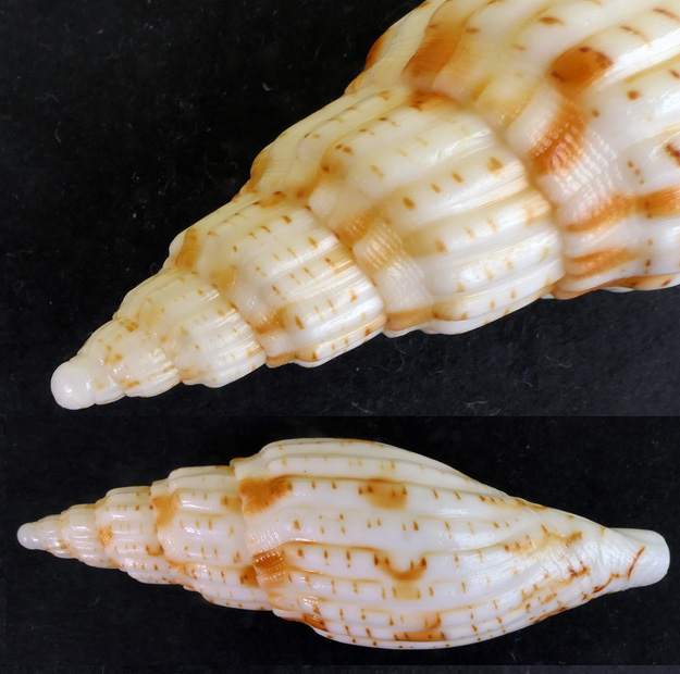 shellauction.net :: Lyria leslieboschae - 3613170