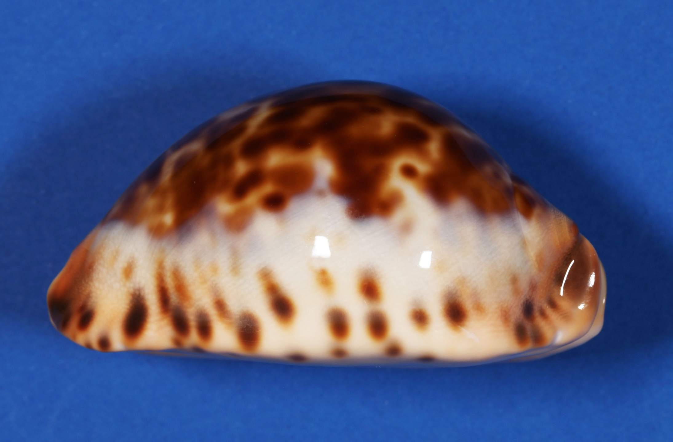 shellauction.net :: Zoila jeaniana jeaniana - 3615189