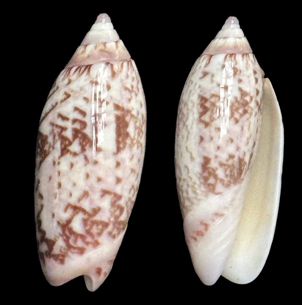 shellauction.net :: Oliva foxi - 3622401