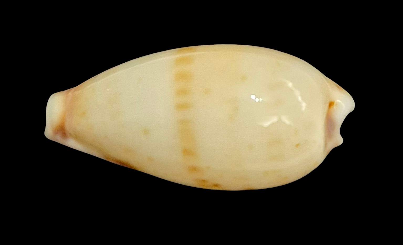 shellauction.net :: Palmulacypraea musumea - 3623181