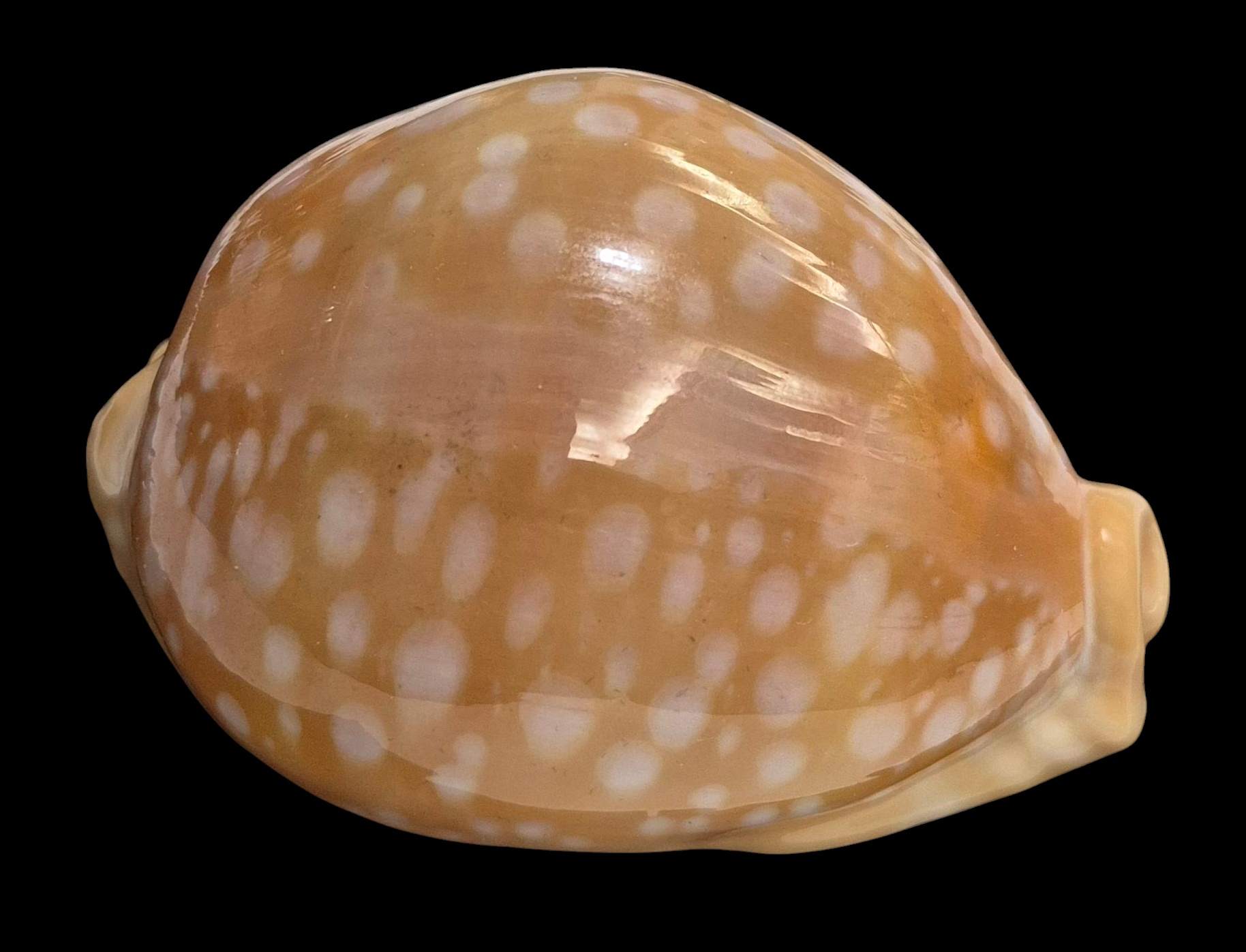 shellauction.net :: Callistocypraea leucodon - 3623210