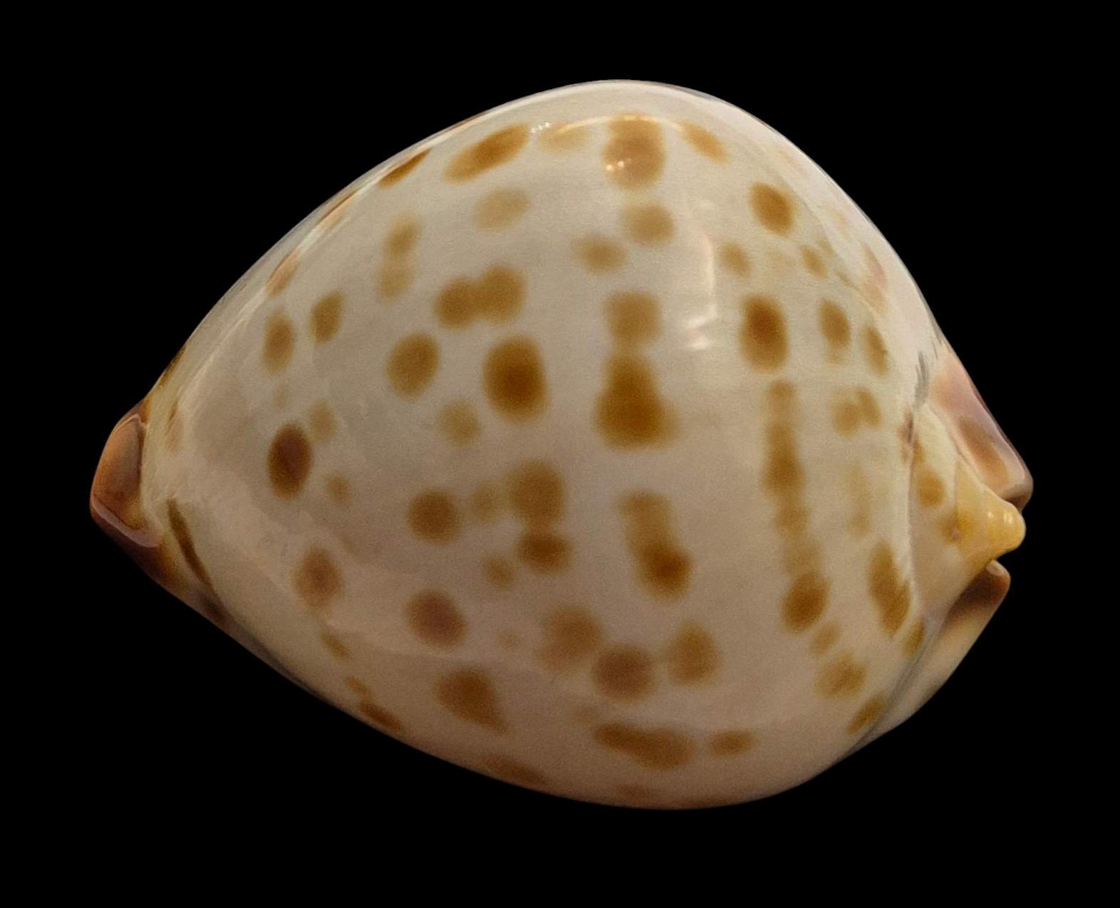 shellauction.net :: Zoila perlae - 3623334