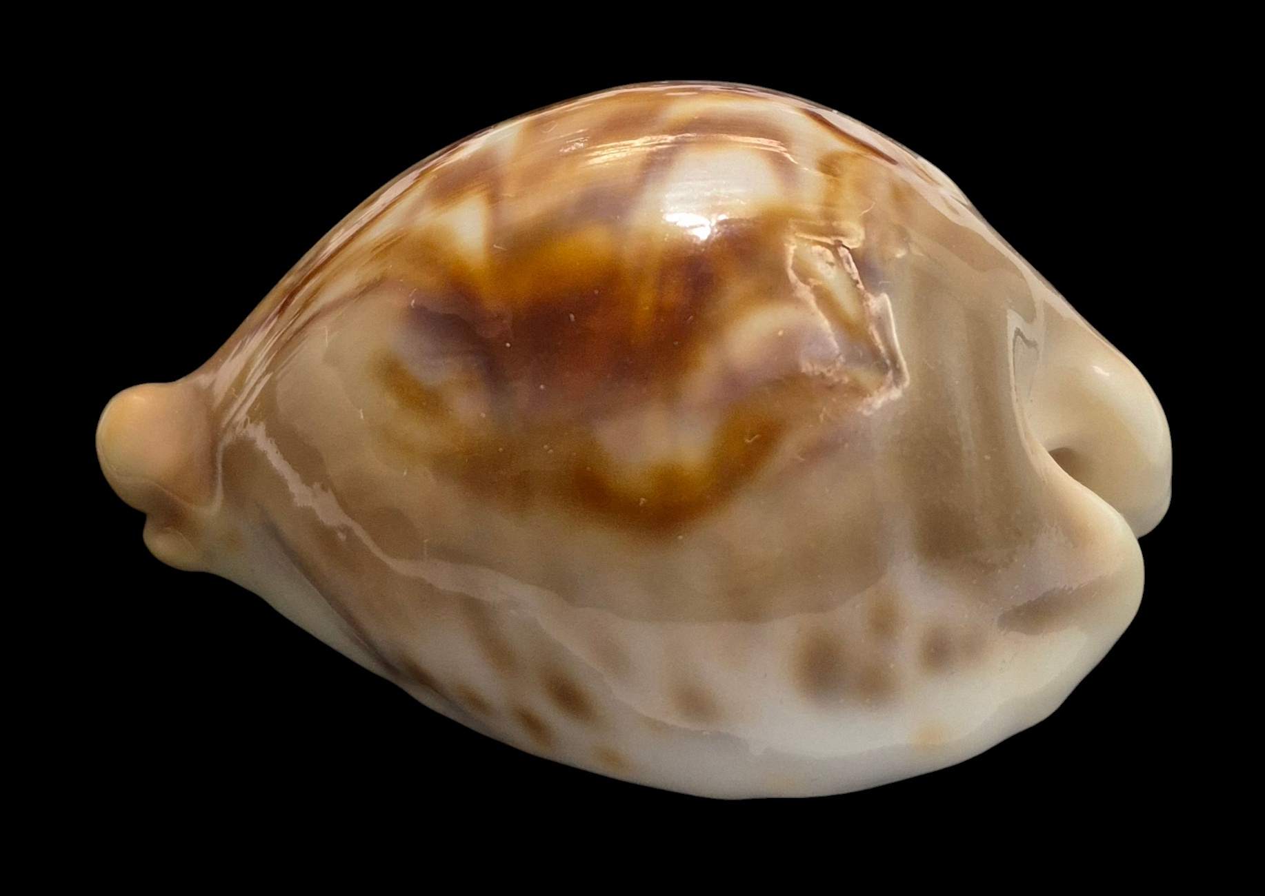 shellauction.net :: Barycypraea fultoni - 3623527