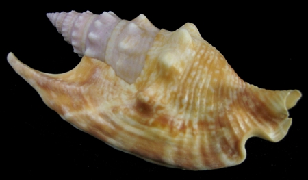 shellauction.net :: Scabrotrophon hawaiiensis - 3623563