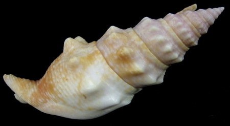 shellauction.net :: Scabrotrophon hawaiiensis - 3623563