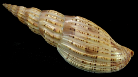 shellauction.net :: Lyria lyraeformis - 3623650