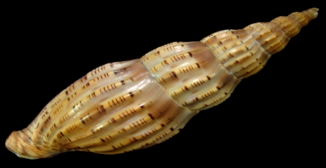 shellauction.net :: Lyria lyraeformis - 3623650