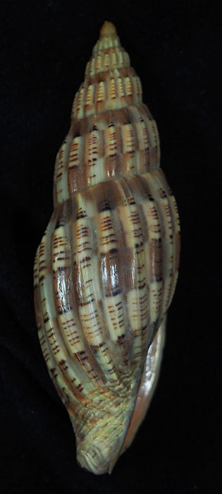 shellauction.net :: Lyria lyraeformis somaliana - 3633308