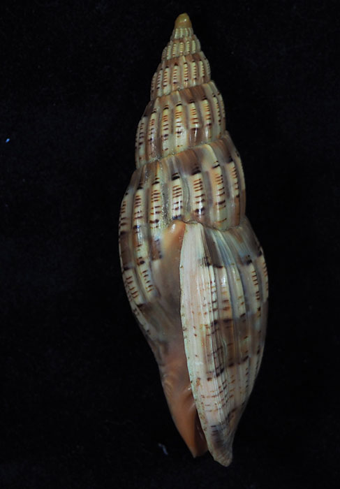 shellauction.net :: Lyria lyraeformis somaliana - 3633308