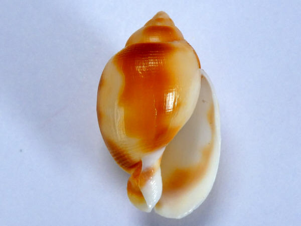 shellauction.net :: Semicassis sinuosum - 3635097