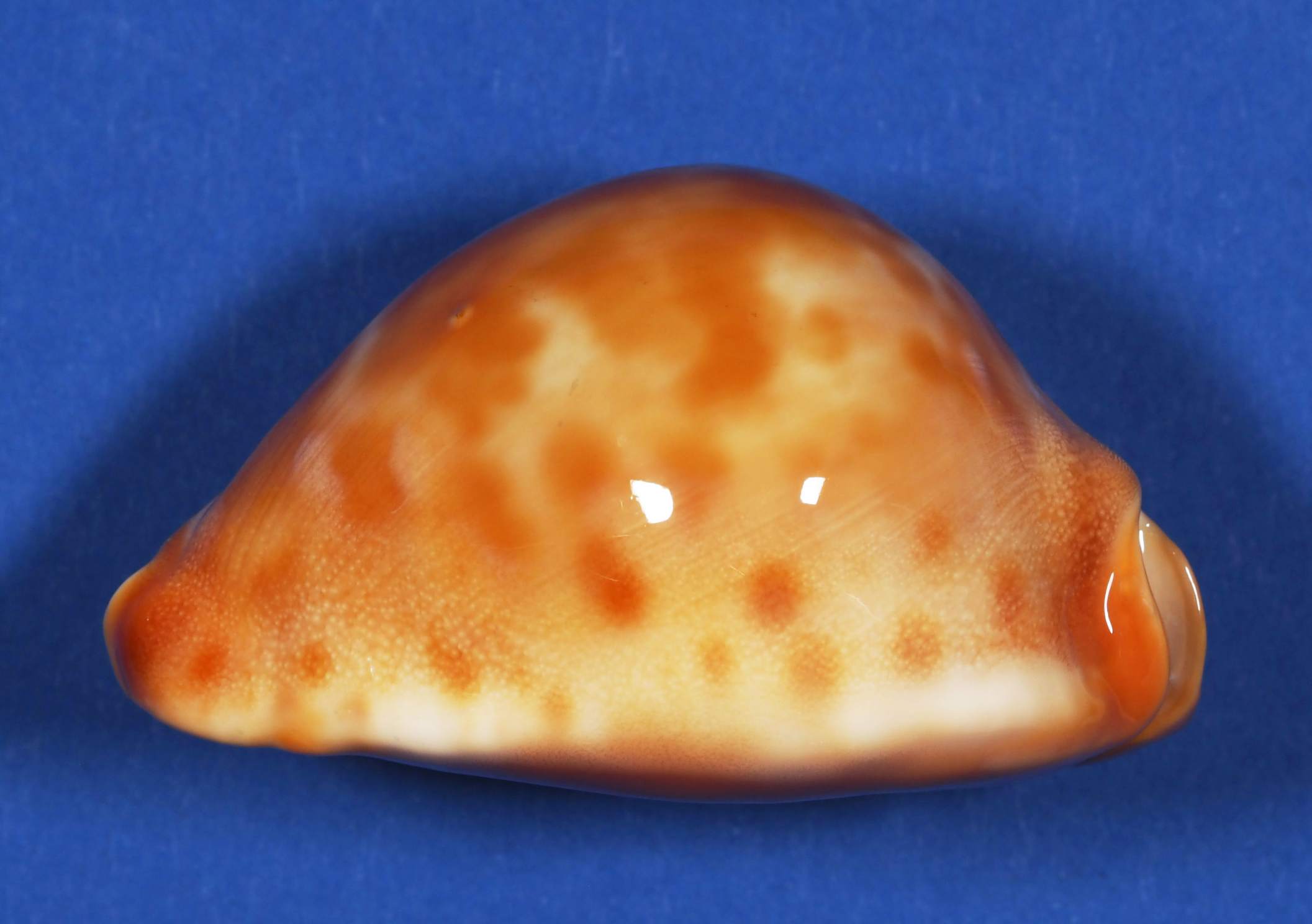 shellauction.net :: Zoila jeaniana walkeri - 3635263