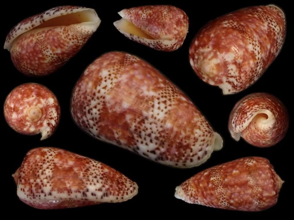 shellauction.net :: Conus adamsonii - 3638152