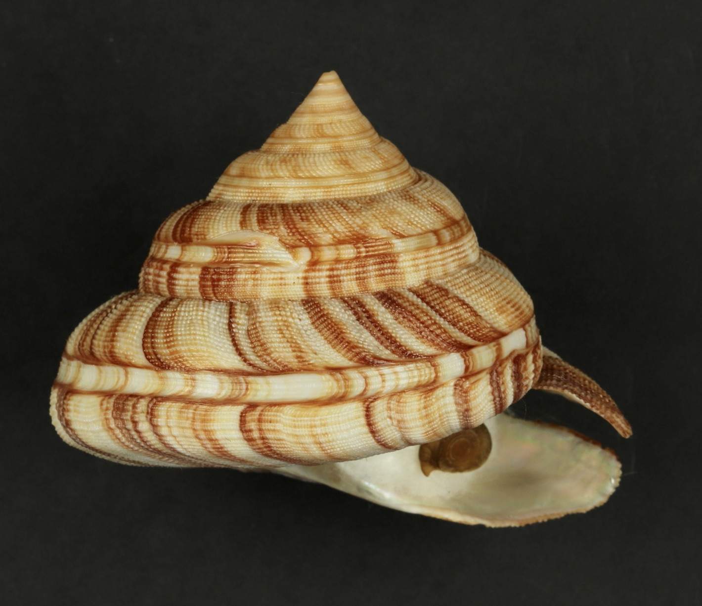 shellauction.net :: Perotrochus atlanticus - 3641664